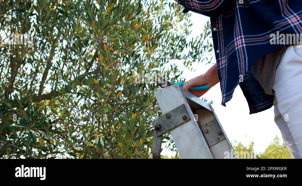Olive tree care Stock Videos & Footage - HD and 4K Video Clips - Alamy