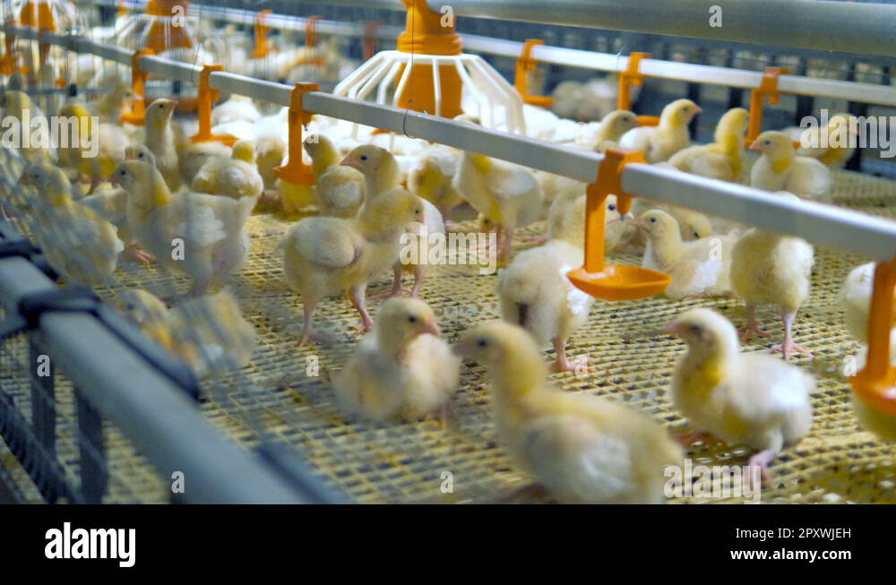 Chickens chicken poultry farm farming Stock Videos & Footage - HD and ...