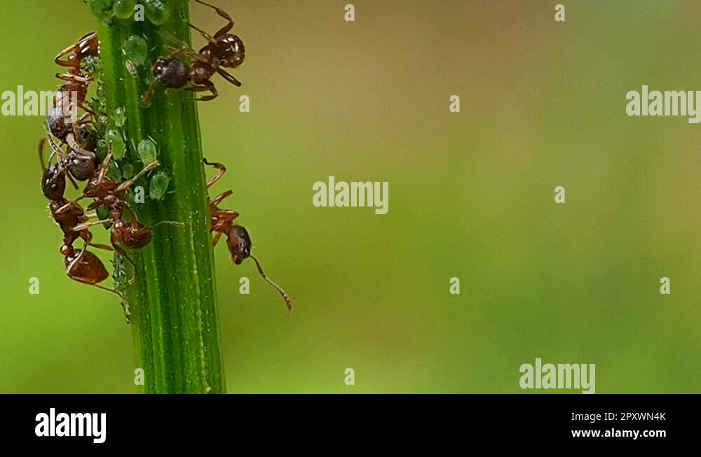 Ants farm aphids Stock Videos & Footage - HD and 4K Video Clips - Alamy