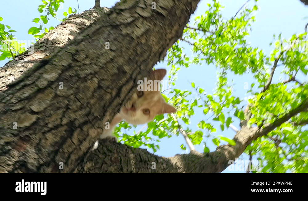 Ginger cat in tree Stock Videos & Footage - HD and 4K Video Clips - Alamy