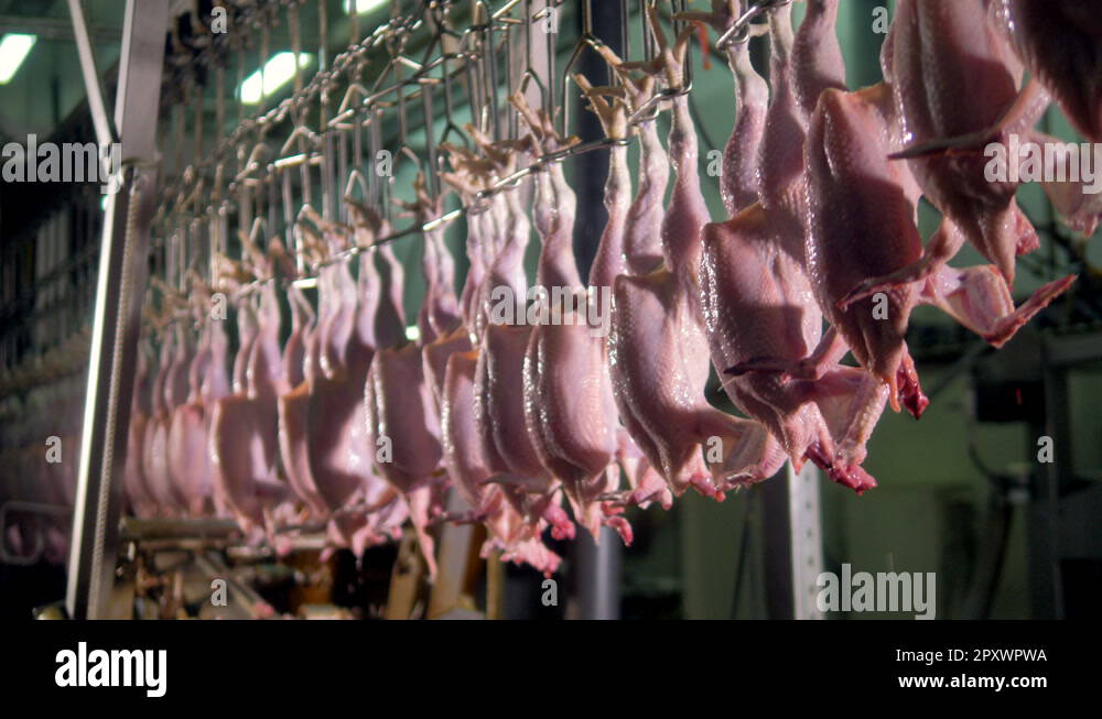 Poultry position Stock Videos & Footage - HD and 4K Video Clips - Alamy