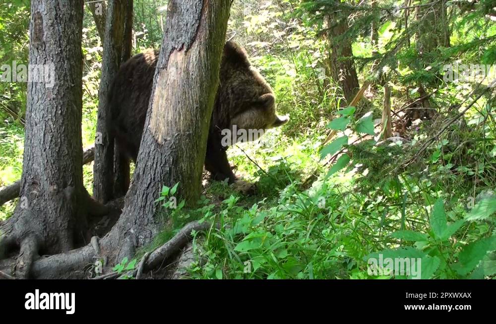 Carpathian bear Stock Videos & Footage - HD and 4K Video Clips - Alamy