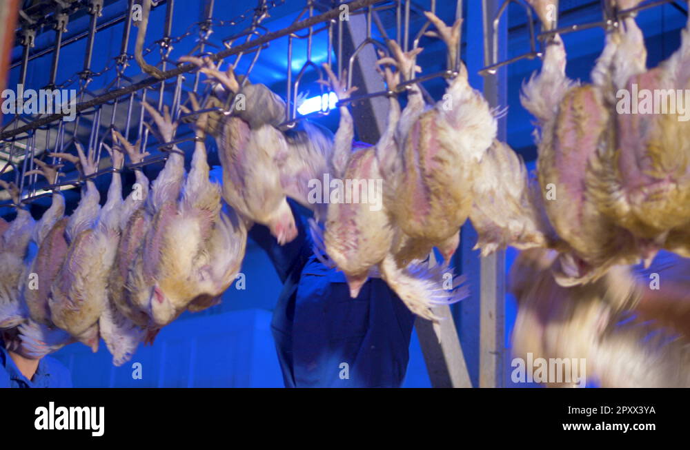 Legs upside down box Stock Videos & Footage - HD and 4K Video Clips - Alamy