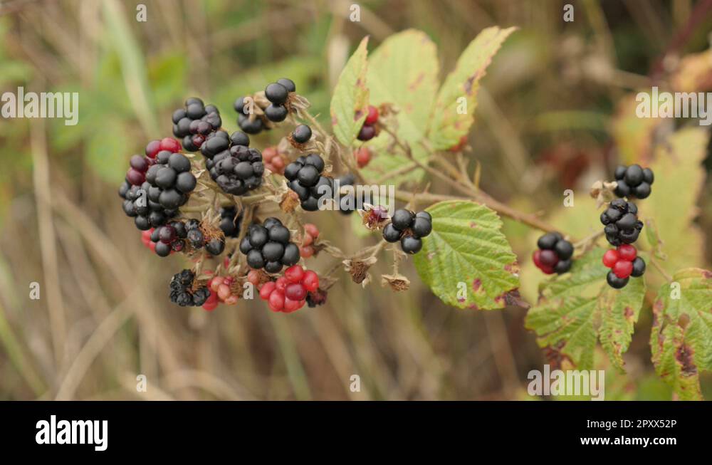 Rubusfruticosusl Stock Videos & Footage - HD and 4K Video Clips - Alamy