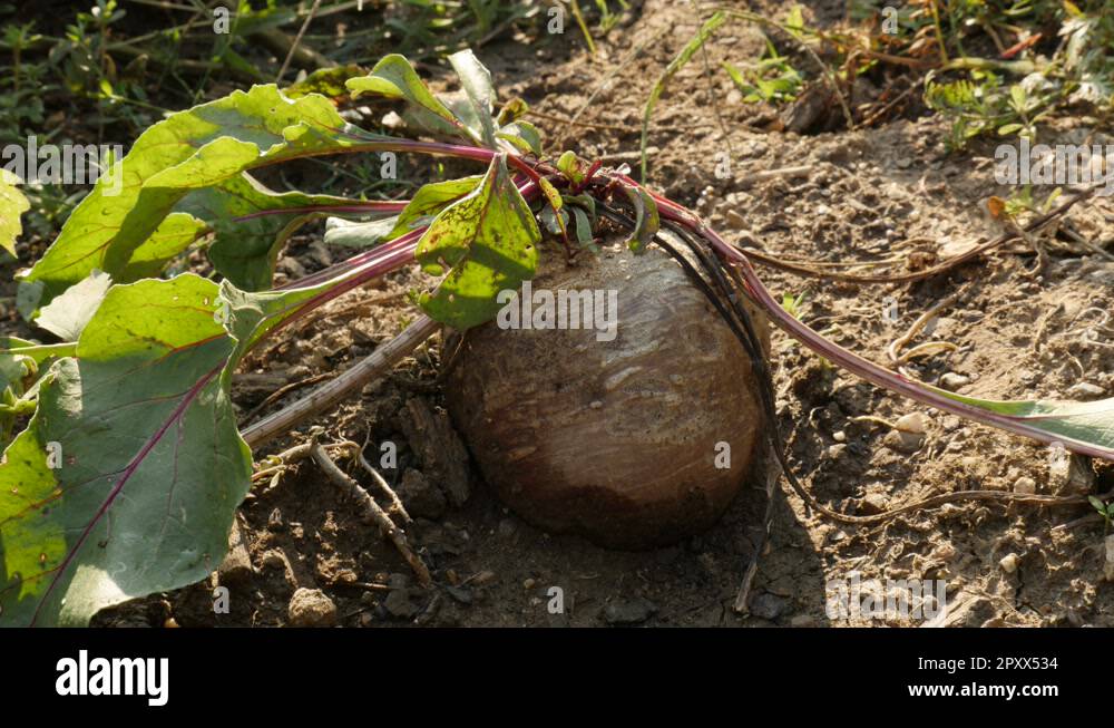 Beet plant Stock Videos & Footage - HD and 4K Video Clips - Alamy
