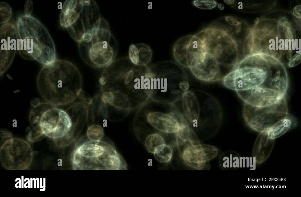Plankton,transparent cells,tiny microbes under Microscope Stock Video ...