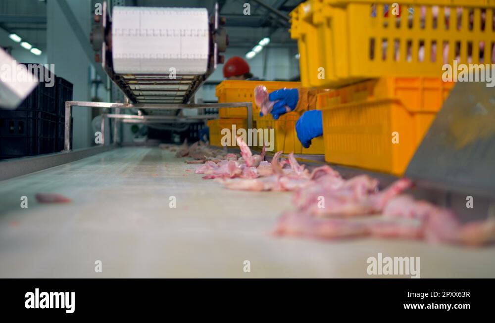 A conveyor full of chicken wings during collecting and packing Stock ...