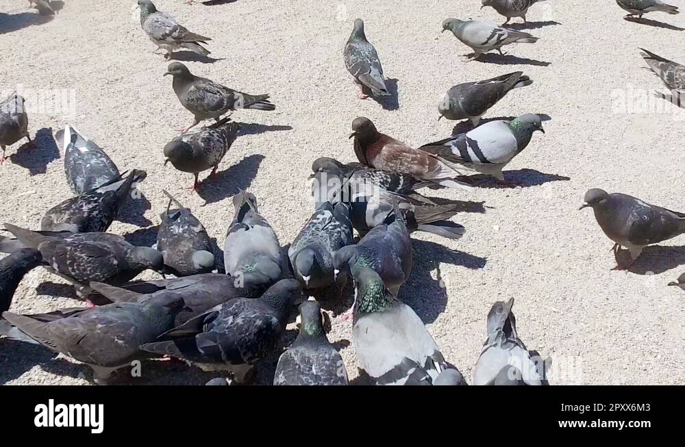 Paris pigeons Stock Videos & Footage - HD and 4K Video Clips - Alamy
