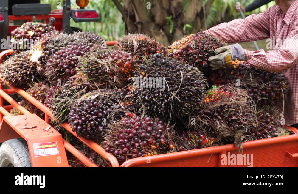 Palm oil fruit harvesting Stock Videos & Footage - HD and 4K Video ...