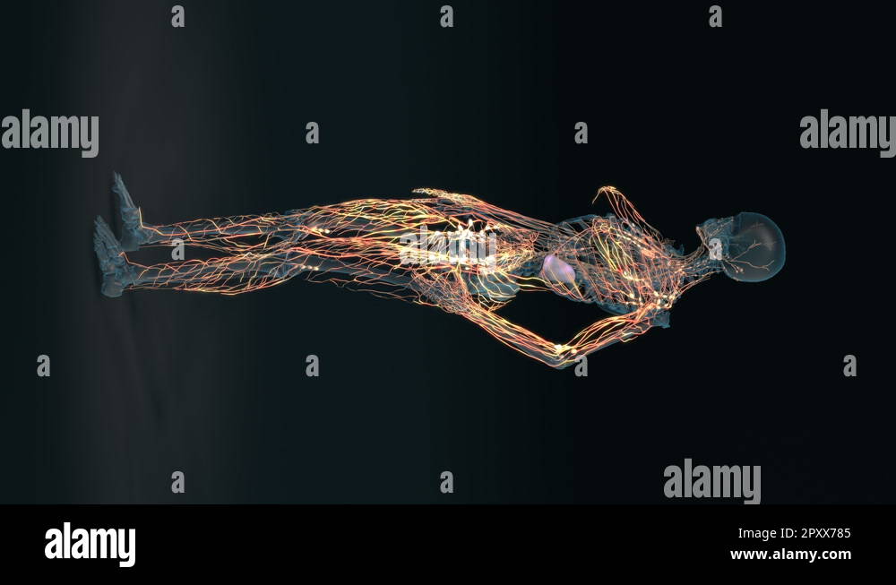 Body node Stock Videos & Footage - HD and 4K Video Clips - Alamy
