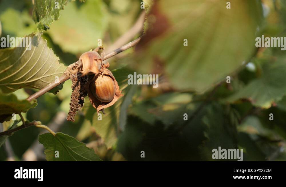 Common hazel corylus avellana fruit Stock Videos & Footage - HD and 4K ...