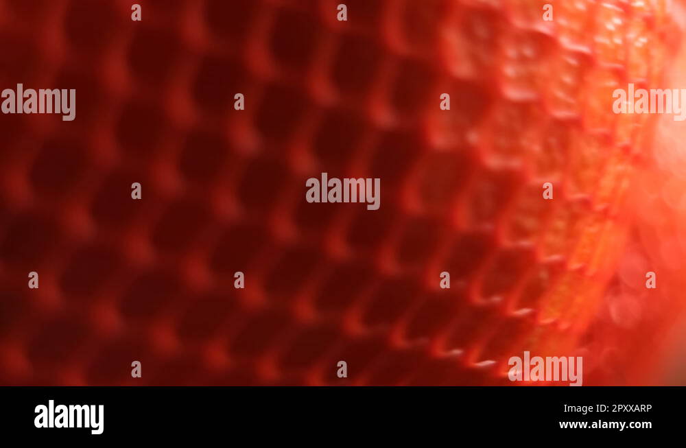 Texture of a cut mandarin orange close-up. Packing grid in the frame ...