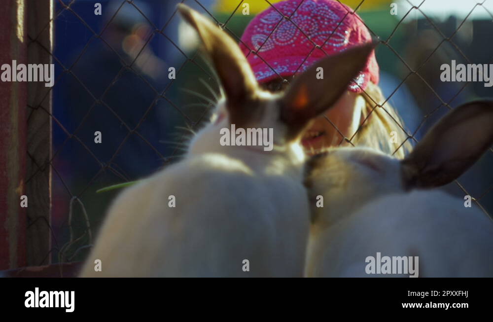 Feeding out of your hand Stock Videos & Footage - HD and 4K Video Clips ...