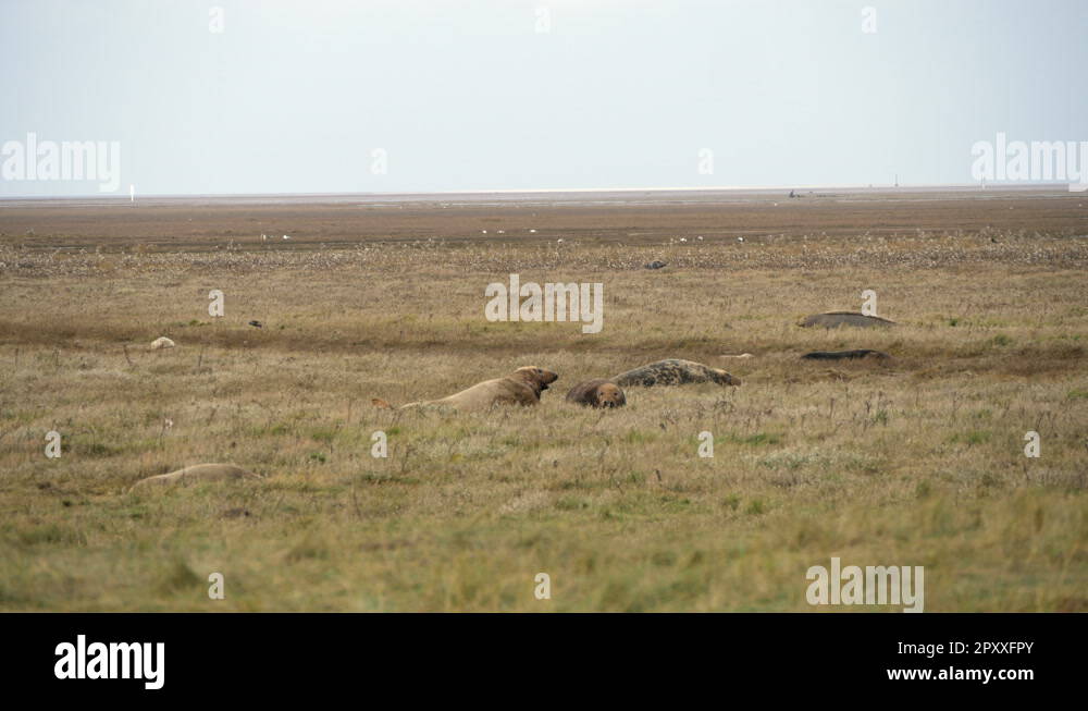 European seals Stock Videos & Footage - HD and 4K Video Clips - Alamy