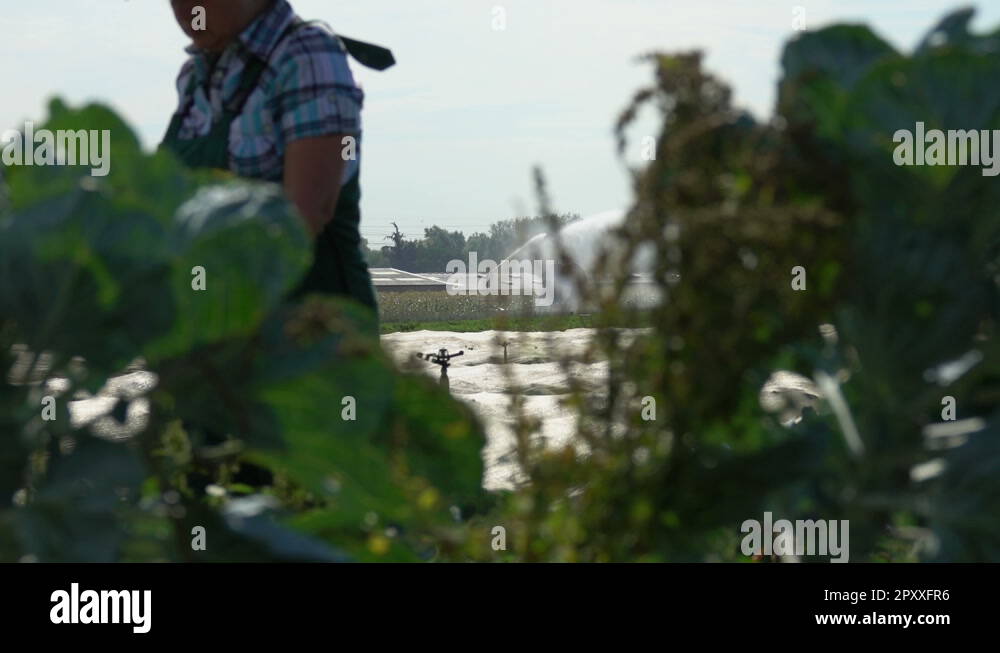 Walking irrigation Stock Videos & Footage - HD and 4K Video Clips - Alamy