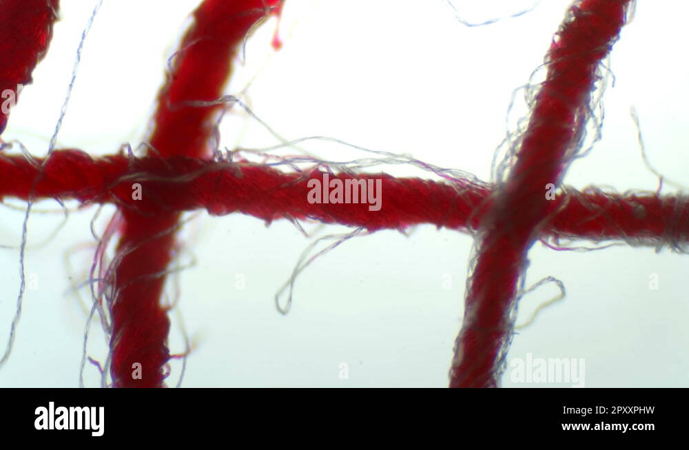 fiber white cloth or bandage to absorb the red liquid,under the ...