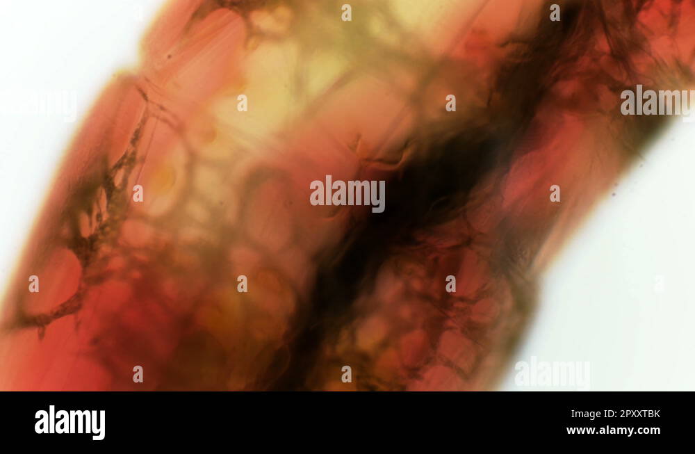 a transparent larva under the microscope,with internal organs,like an ...