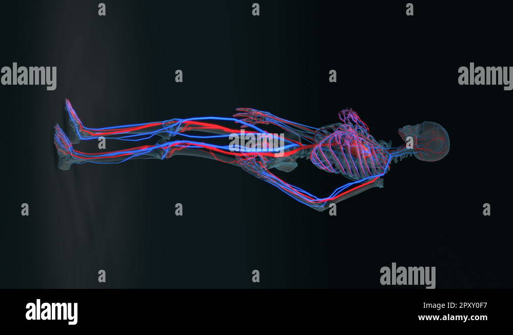 Human body - female circulatory system - body. Loop Stock Video Footage ...