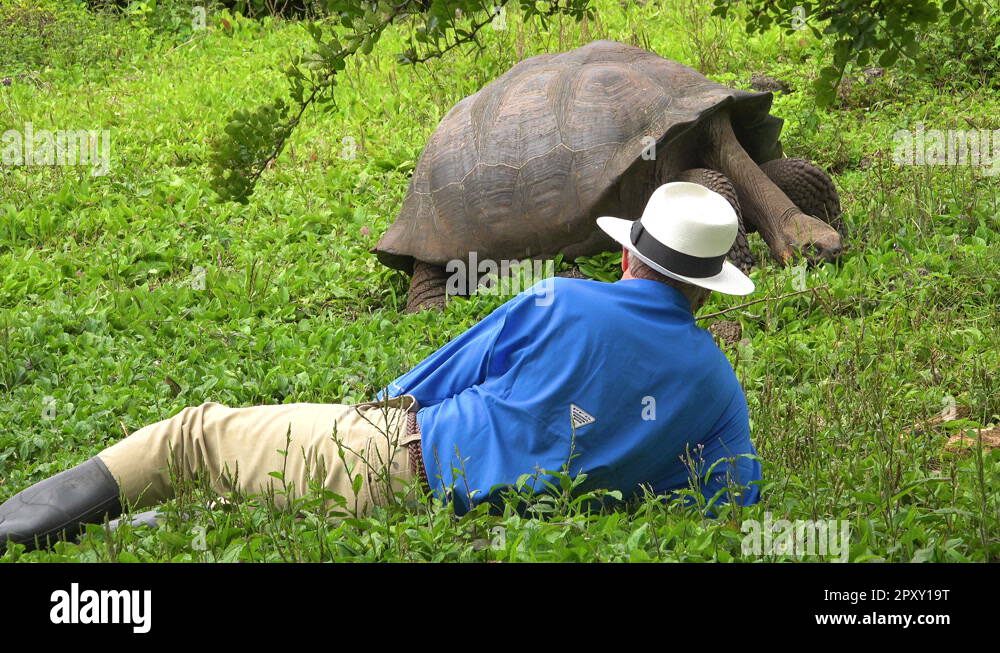 Tourist galapagos giant tortoise Stock Videos & Footage - HD and 4K ...