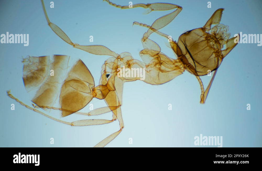 Ant anatomy Stock Videos & Footage - HD and 4K Video Clips - Alamy