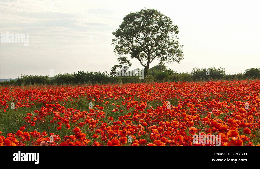 Poppies and tree Stock Videos & Footage - HD and 4K Video Clips - Alamy