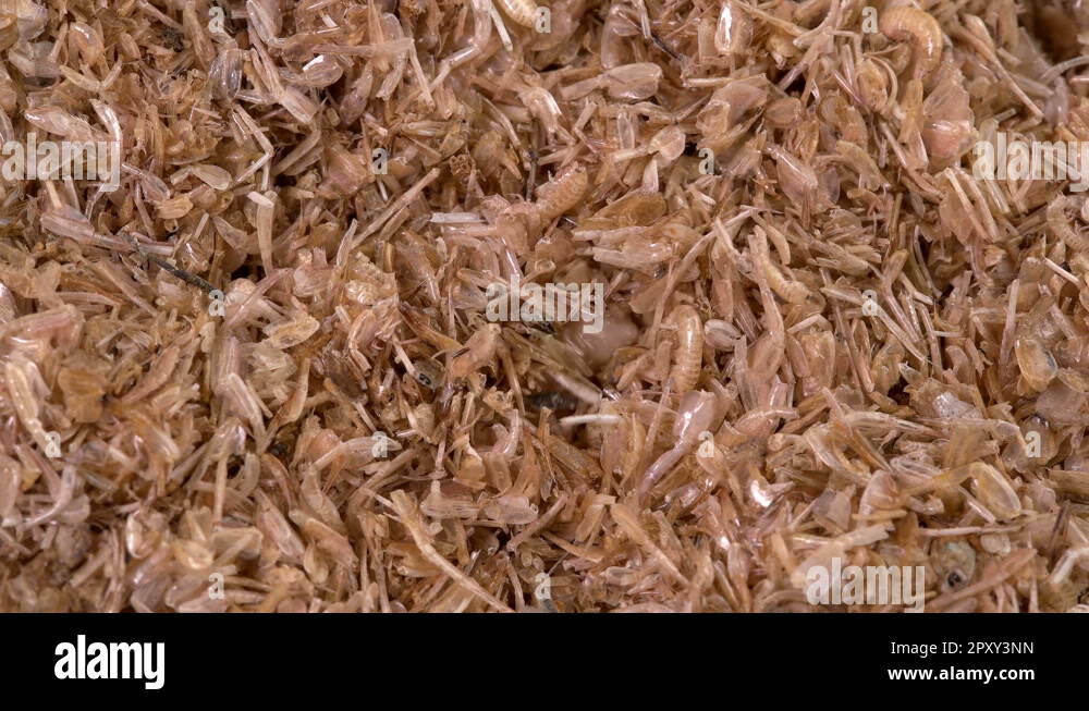 Worms maggots Stock Videos & Footage - HD and 4K Video Clips - Alamy