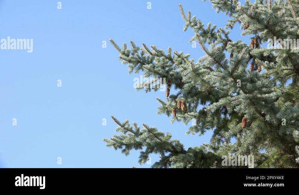 Blue spruce pine cone Stock Videos & Footage - HD and 4K Video Clips ...