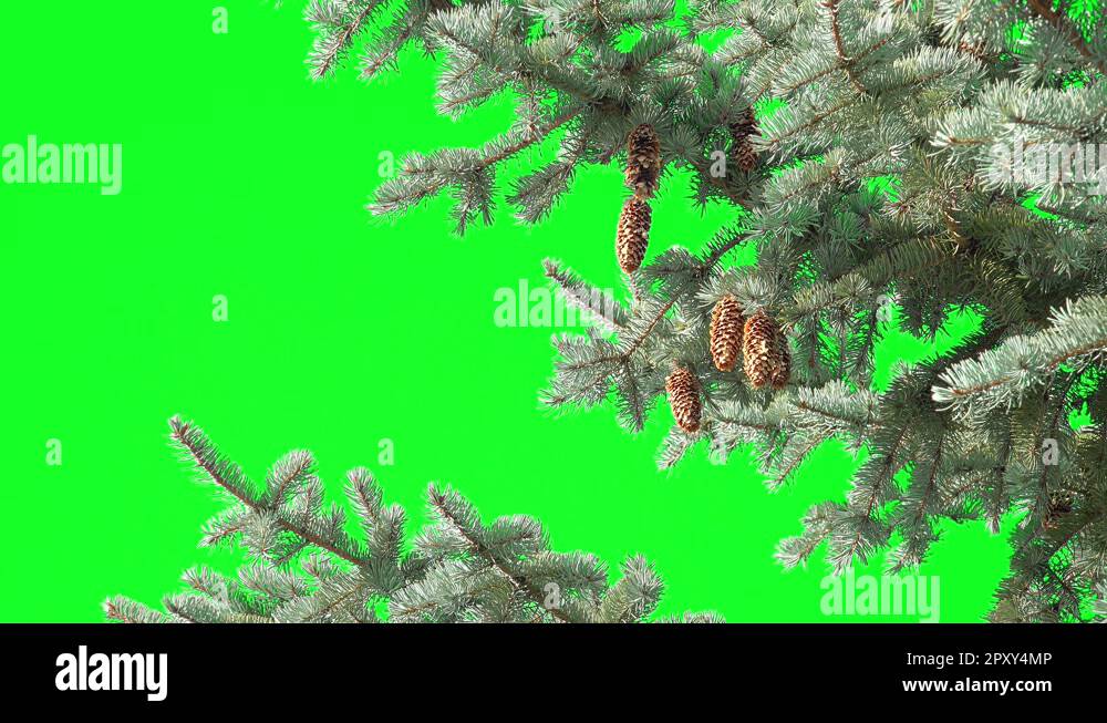 Spruce Branches with Fir Cone on Green Screen Chromakey Background. 4K ...