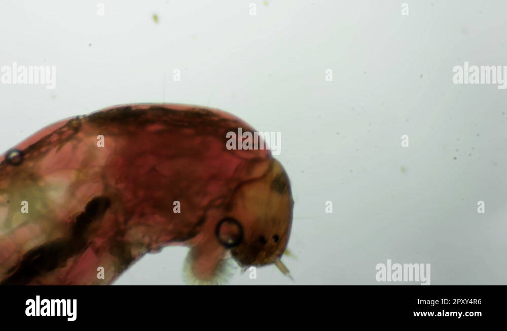 a transparent larva under the microscope,with internal organs,like an ...