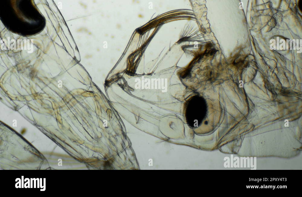 a transparent larva under the microscope,with internal organs,like an ...