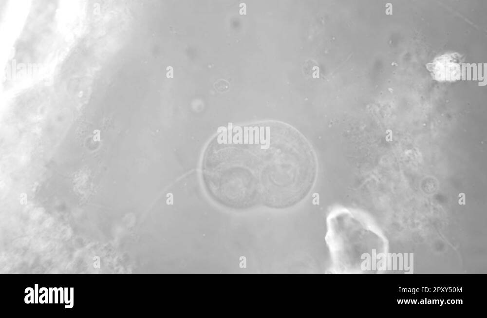 transparent microorganism under the microscope, with internal organs ...