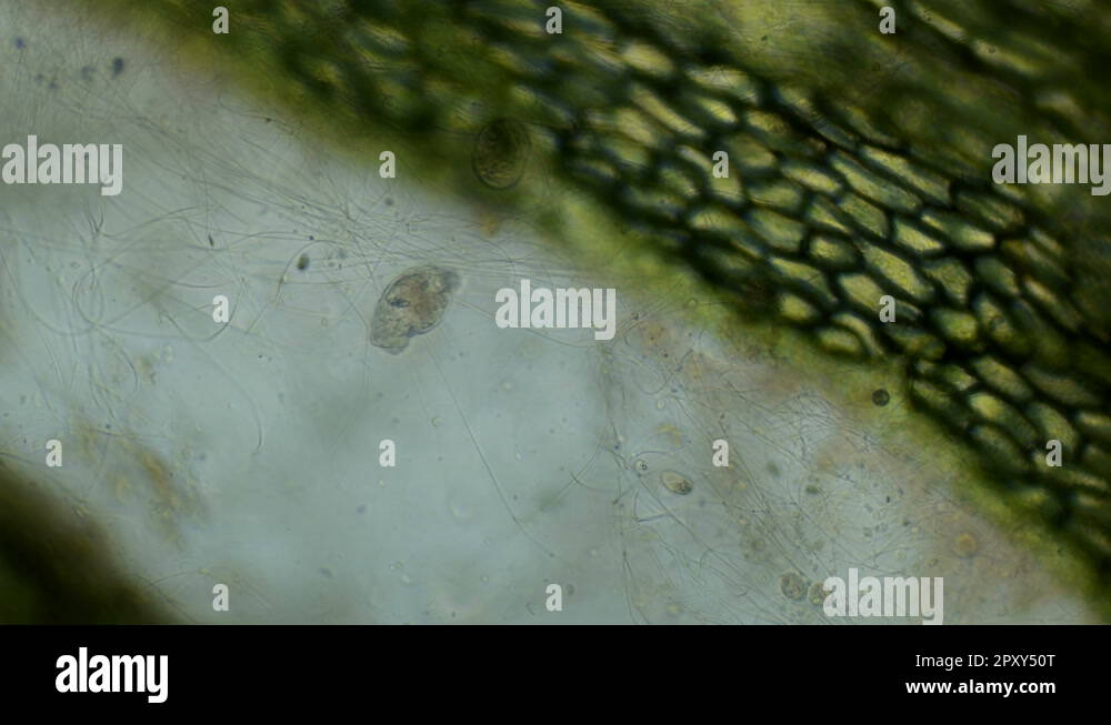 transparent microorganism under the microscope, with internal organs ...