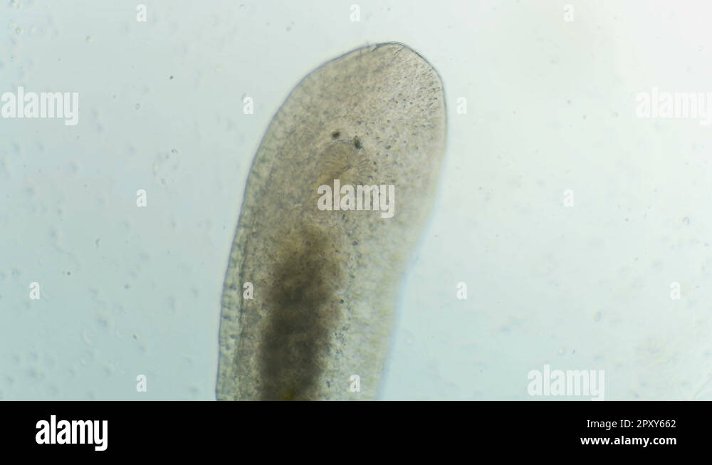 transparent microorganism under the microscope, with internal organs ...
