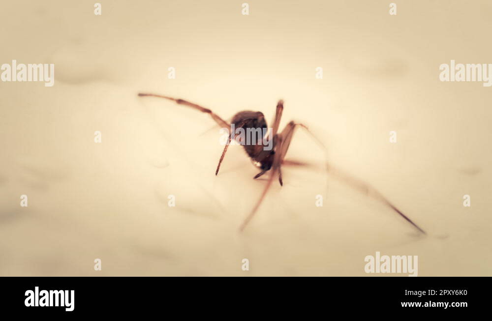 Most poisonous spider Stock Videos & Footage - HD and 4K Video Clips ...