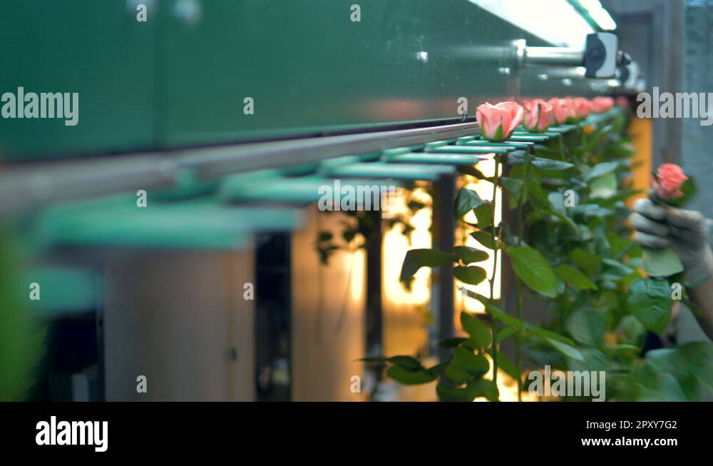 Factory workers hands install pink roses into a grader machine Stock ...