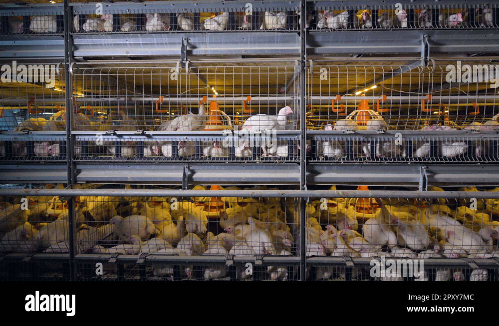 Chicken battery cage Stock Videos & Footage - HD and 4K Video Clips - Alamy