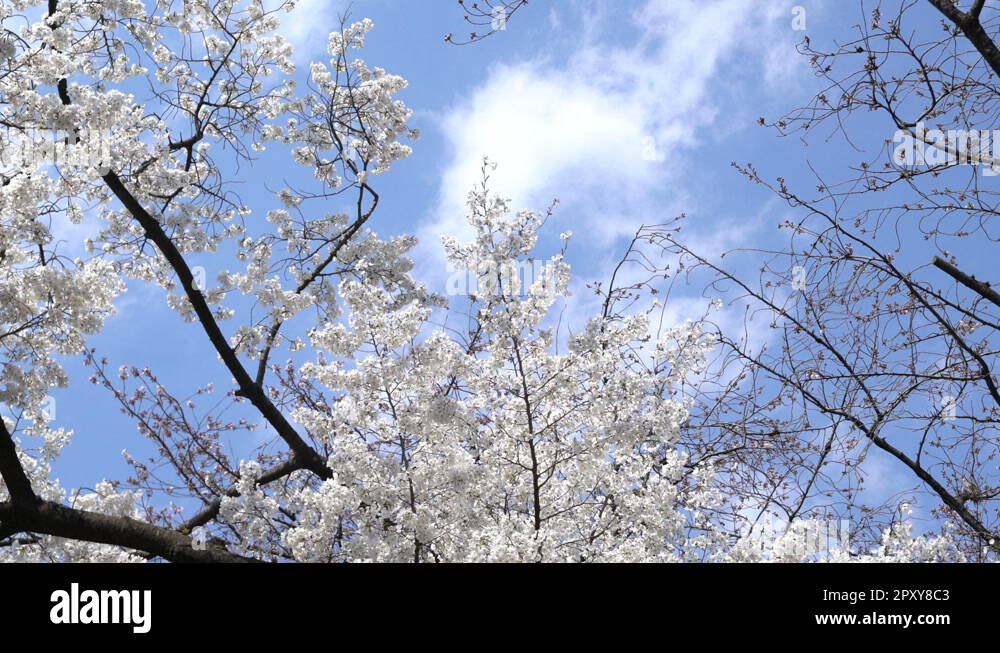 Japan cherry blossom hanami Stock Videos & Footage - HD and 4K Video ...