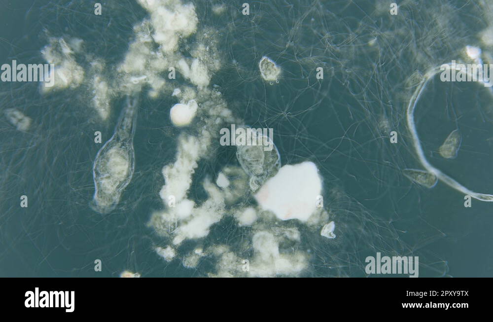 transparent microorganism under the microscope, with internal organs ...