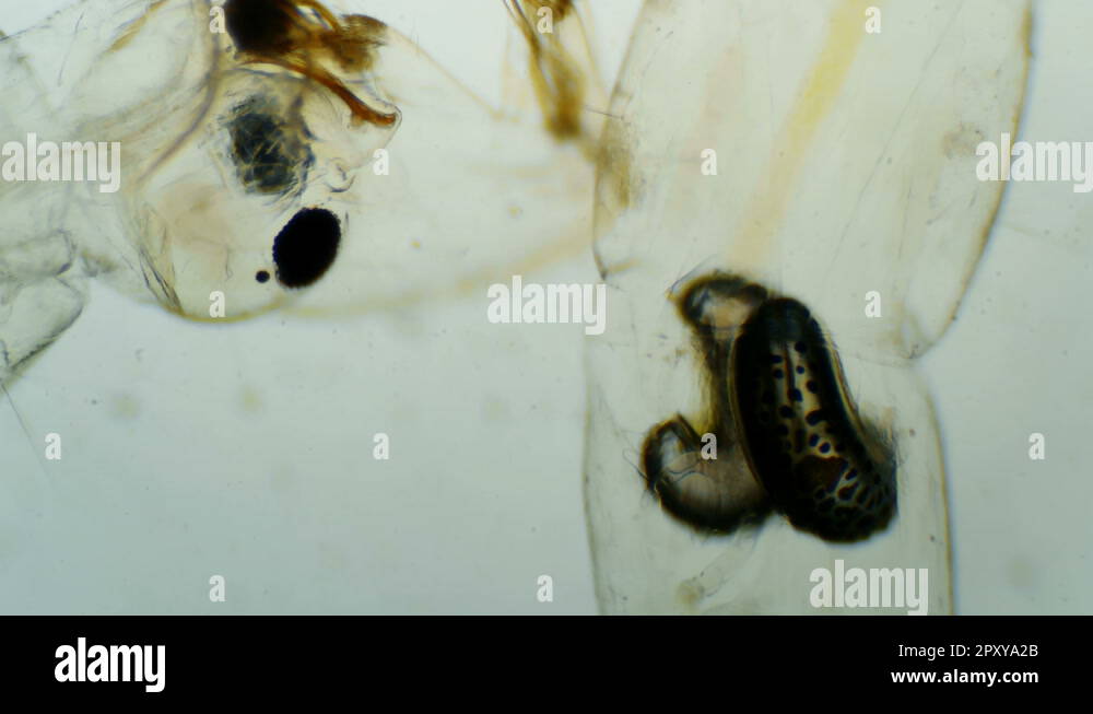 a transparent larva under the microscope,with internal organs,like an ...