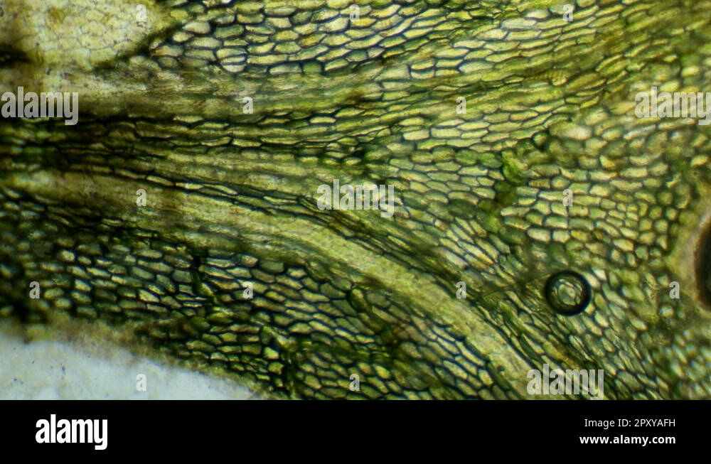 Chloroplast detail Stock Videos & Footage - HD and 4K Video Clips - Alamy