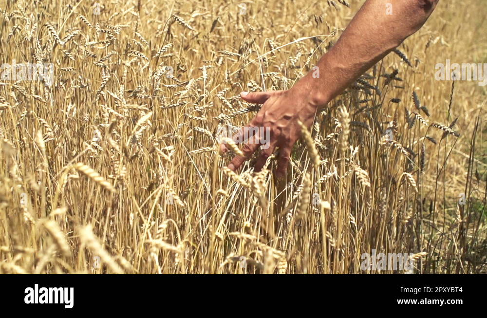 Man walking through field touching Stock Videos & Footage - HD and 4K ...