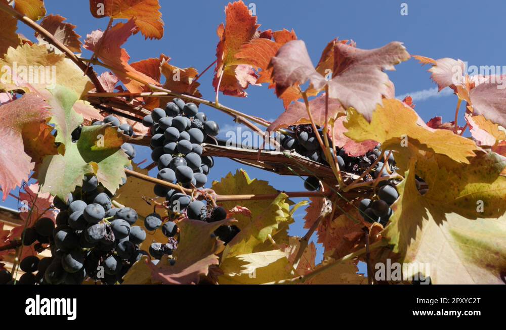 Vitis leaf Stock Videos & Footage - HD and 4K Video Clips - Alamy