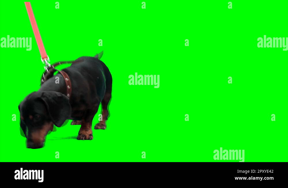 Dog (badger-dog Stock Video Footage - Alamy