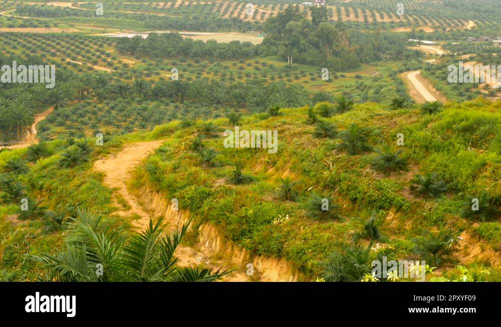 Tropical timber plantations Stock Videos & Footage - HD and 4K Video Clips - Alamy