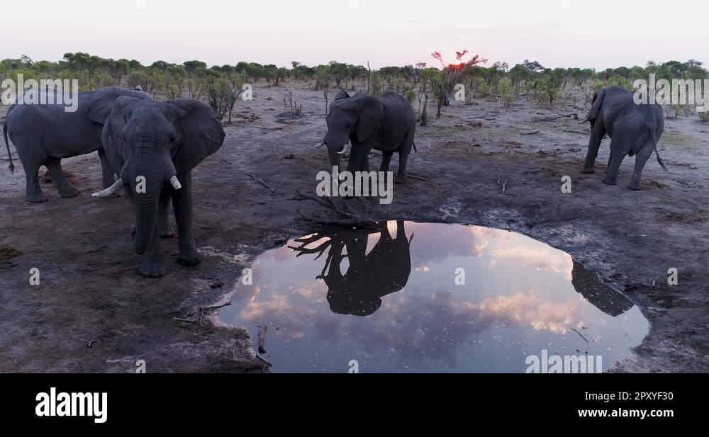 Five elephants Stock Videos & Footage - HD and 4K Video Clips - Alamy
