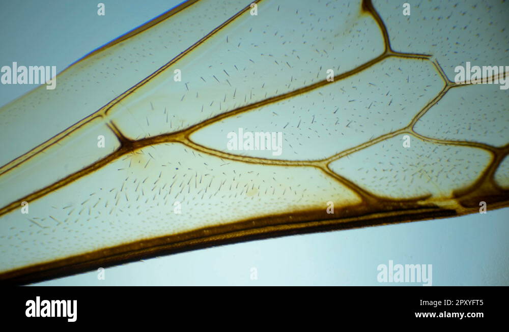 Insect under microscope Stock Videos & Footage - HD and 4K Video Clips ...