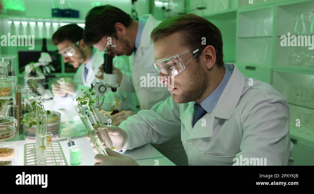 Biologists Team Examining Plant Seedlings in Modern Laboratory Teamwork ...