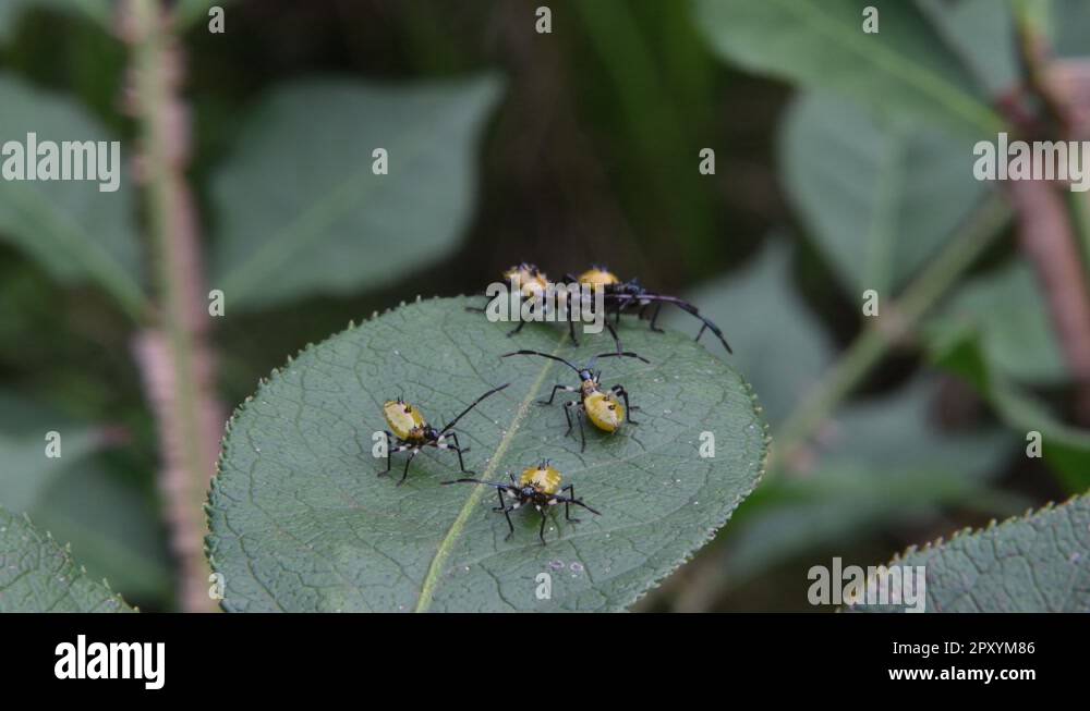 Garden of nymphs Stock Videos & Footage - HD and 4K Video Clips - Alamy