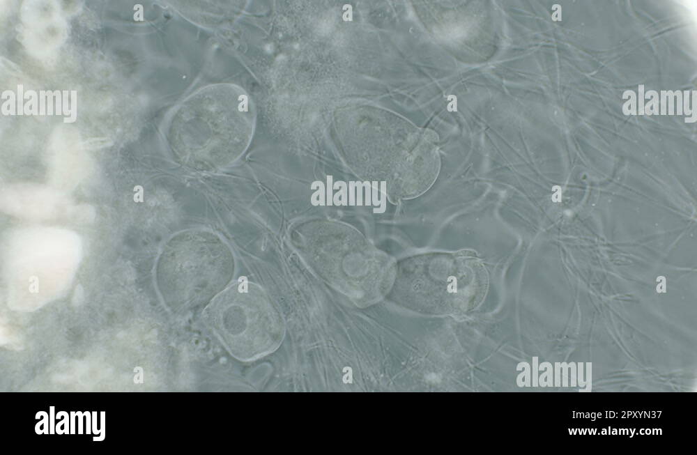 transparent microorganism under the microscope, with internal organs ...