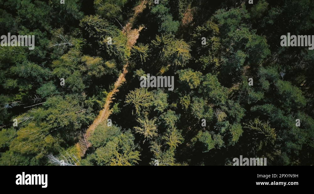 Drone ascending and spinning above sunny forest. Aerial 4K vertical top ...